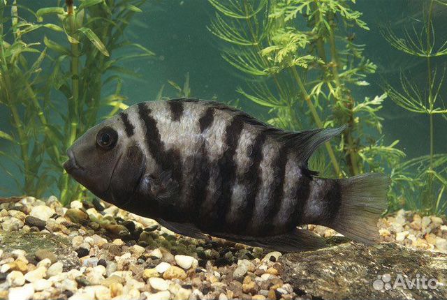 Большие цихлиды