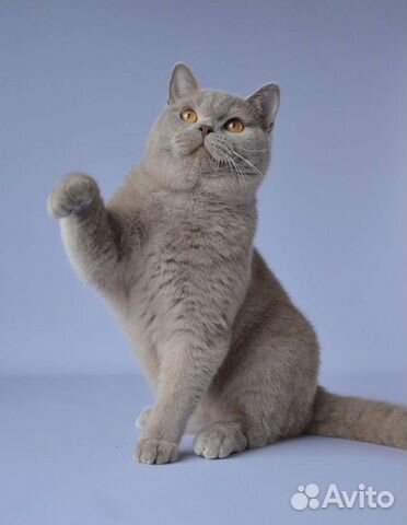 Британский котик
