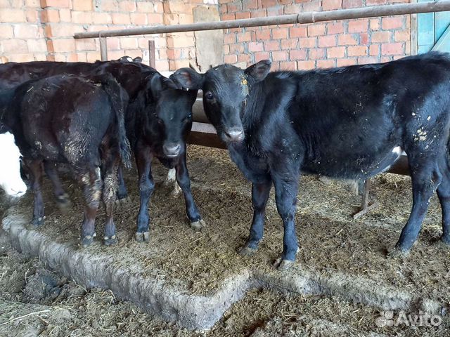 Бычки абердин ангус