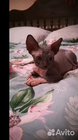 Котенок Донского сфинкса