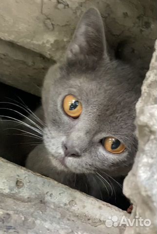 Британец в заботливые руки