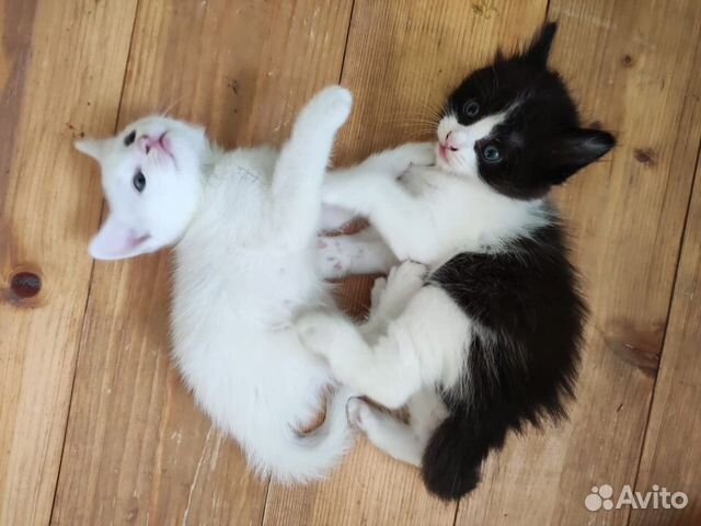 Котята бесплатно, пушистый черно-белый мальчик