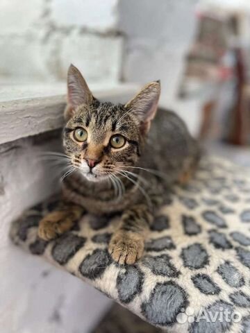 Котодети из приюта ищут своих родителей