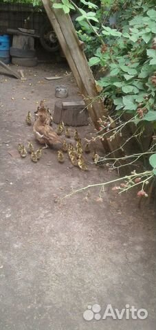 Продажа индоутят