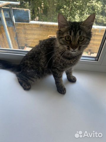 Кошка