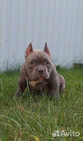 Американский булли микро мальчик