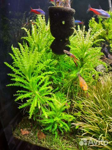 Аквариумные растения погостемон