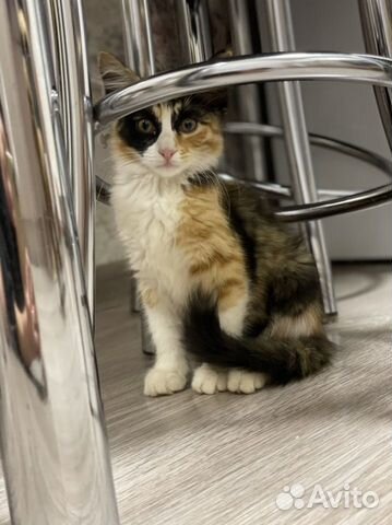 Котенок девочка