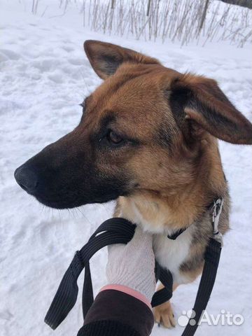 Собака Буба для души бесплатно