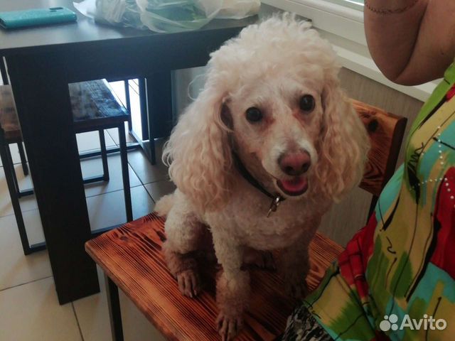 Той-пудель вязка