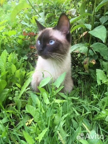 Сиамская кошечка ищет котика