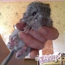 Кошка британская, вислоухая