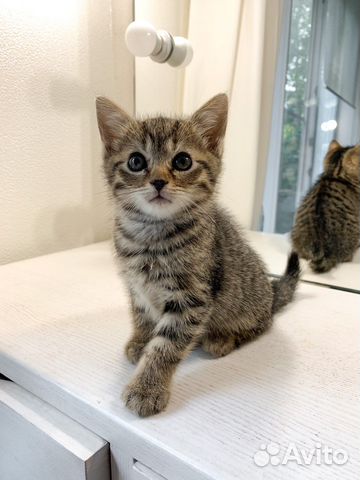 Котенок девочка в заботливые руки
