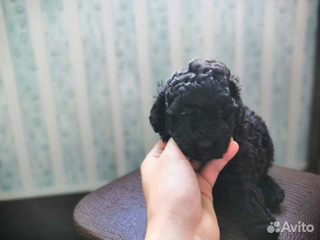 Миниатюрный пудель щенки