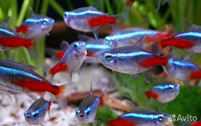 Аквариумные рыбки и растения