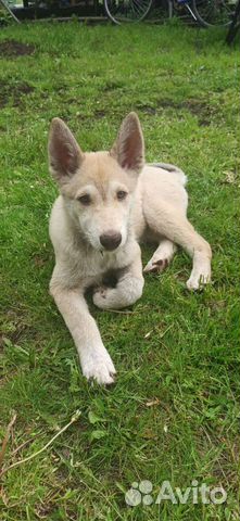 Собака западно-сибирская лайка