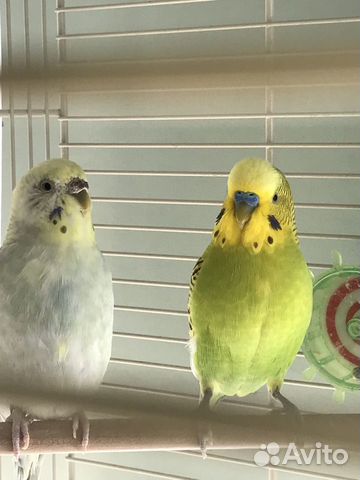 В добрые руки два волнистых попугая