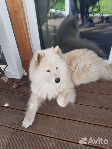 Отдам в добрые руки самоеда