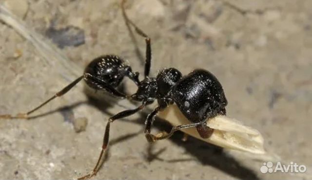 Домашние муравьи