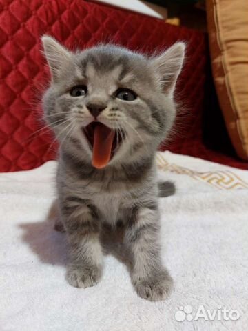 Котенок,мальчик