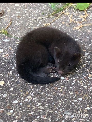 Норка, хорек. Спасённый малыш