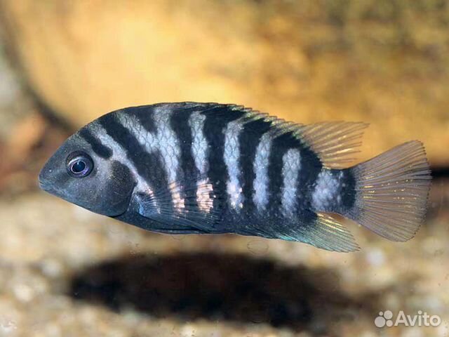 Цихлиды полосатые
