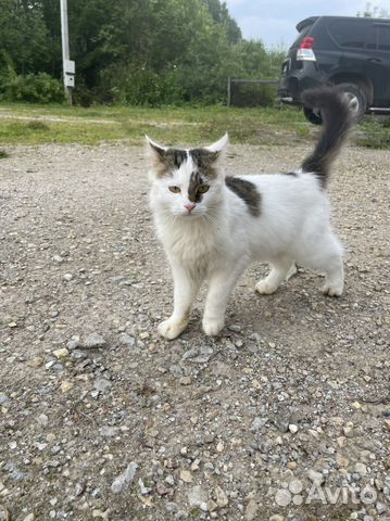 Кот в добрые руки