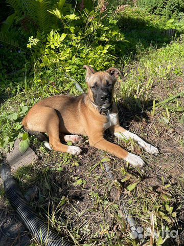 Щенок в добрые руки