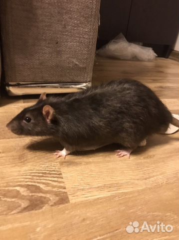 Крысы отдам бесплатно