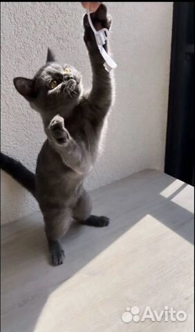 Шотландский котёнок