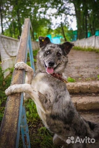 Заберите друга из приюта