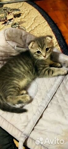 Шотландские котята бесплатно