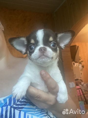 Экстемальные девочки чихуахуа