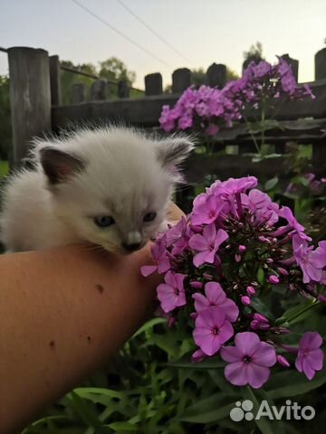 Беленький котенок бесплатно в добрые руки:)