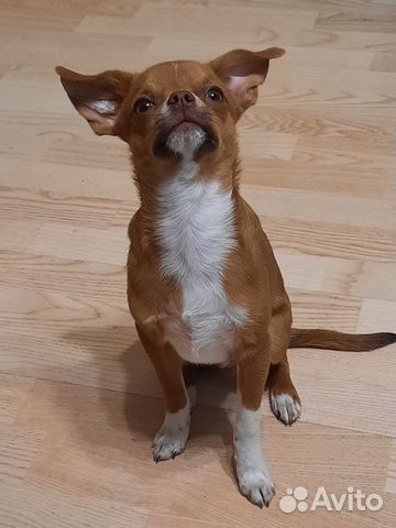 Чихуахуамальчик