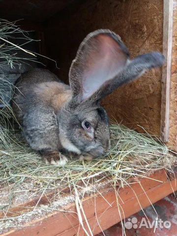 Кролики породы Фландр