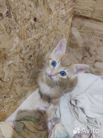 Котята в добрые руки даром