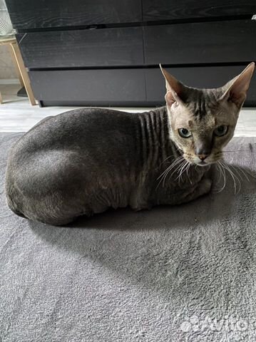 Отдам в добрые руки смесь сфинкса и сибирской