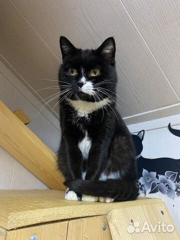 Кошка Алекса ищет любящую семью