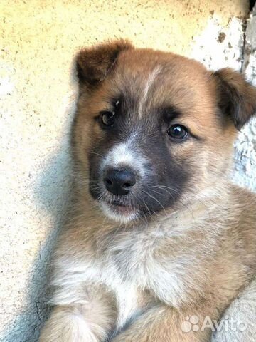 Отдам бесплатно щенки