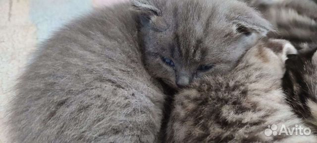 Шотландские вислоухие котята