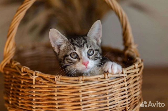 Котенок 2.5мес