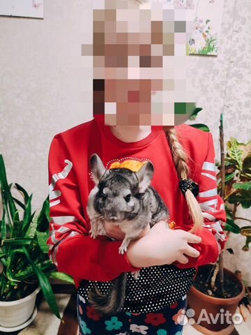 Шиншилла мальчик 1 год с клеткой