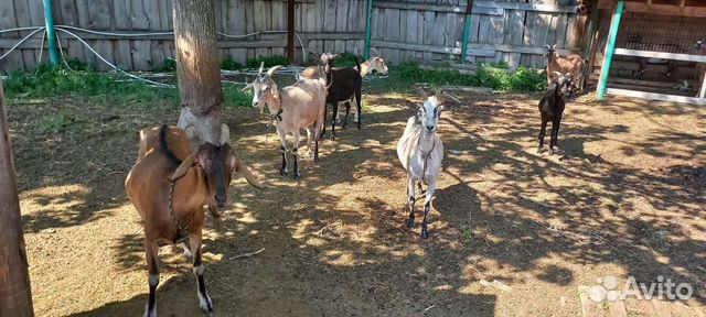 Козы алпийские англонубийские