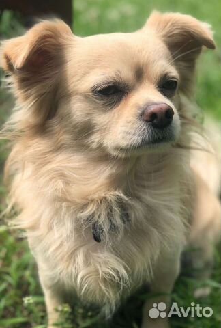 Вязка чихуахуа