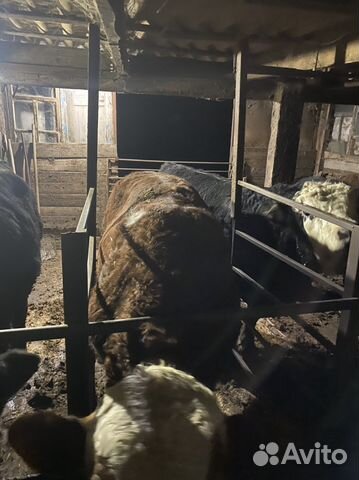 Быки на мясо откормочные