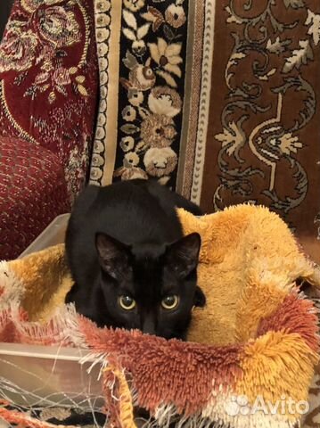 Кошка