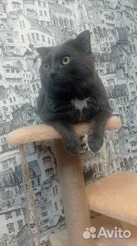 Отдам кота Масика в хорошие руки)
