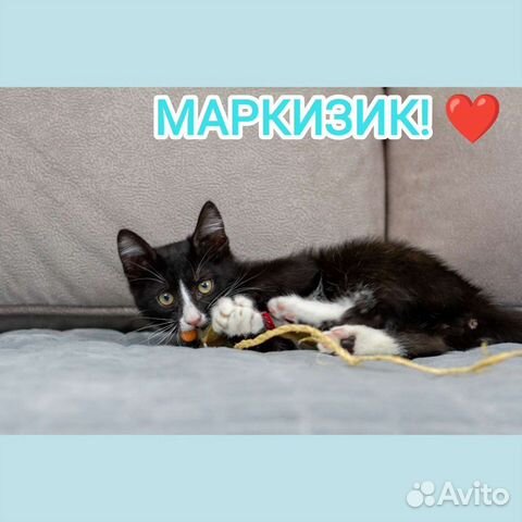 Маркизик котёнок, дружен с собаками и котами