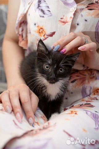 Котенок в добрые руки